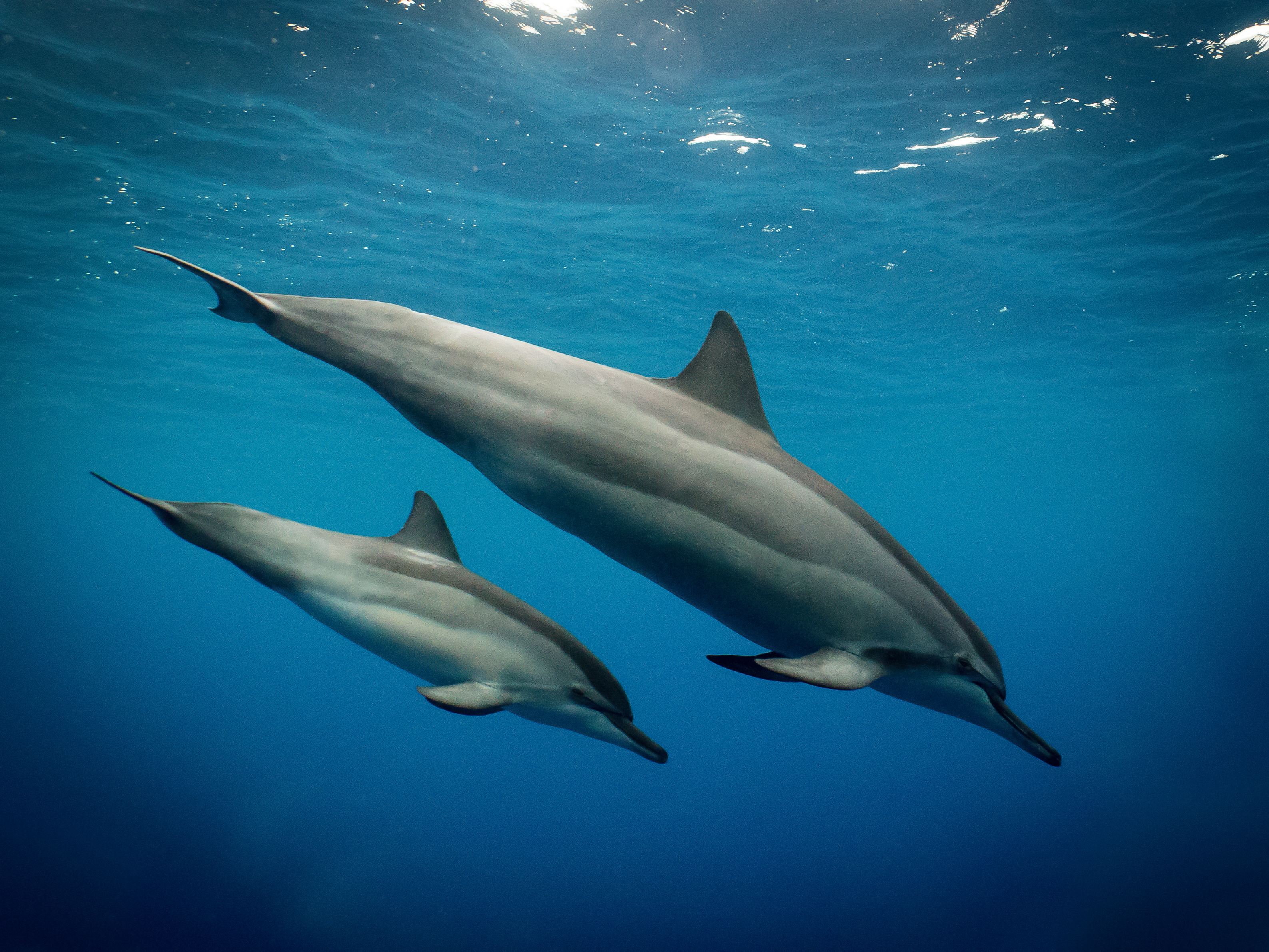 Cet incroyable point commun entre les mamans dauphins et les mamans ...