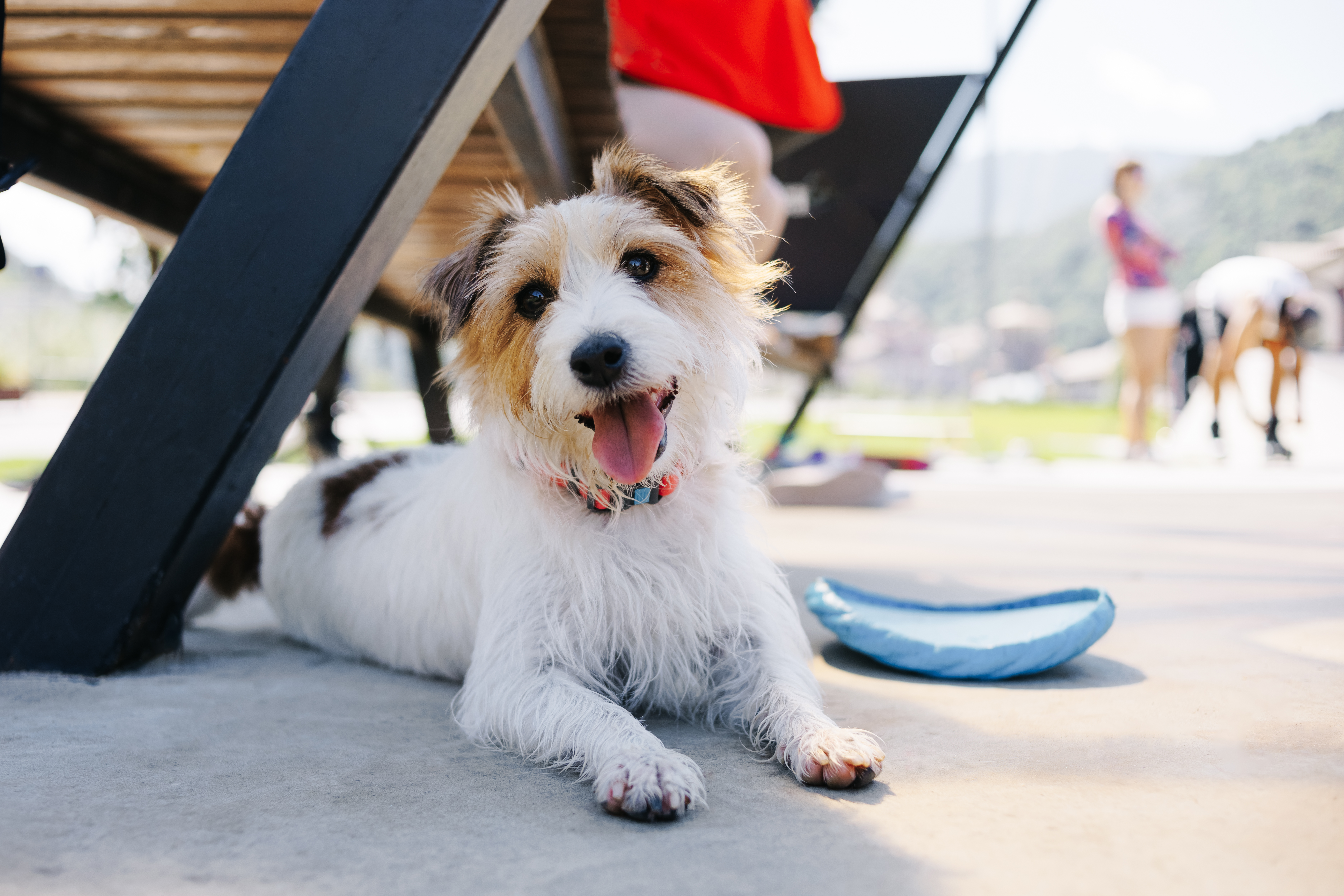 Voici les noms de chien les plus donnés en 2023 | Parents.fr