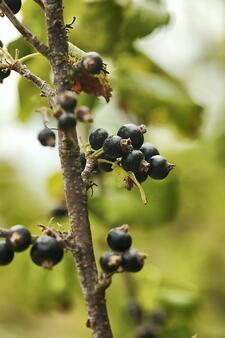 Le cassis : tout savoir sur ce fruit rouge | Régal