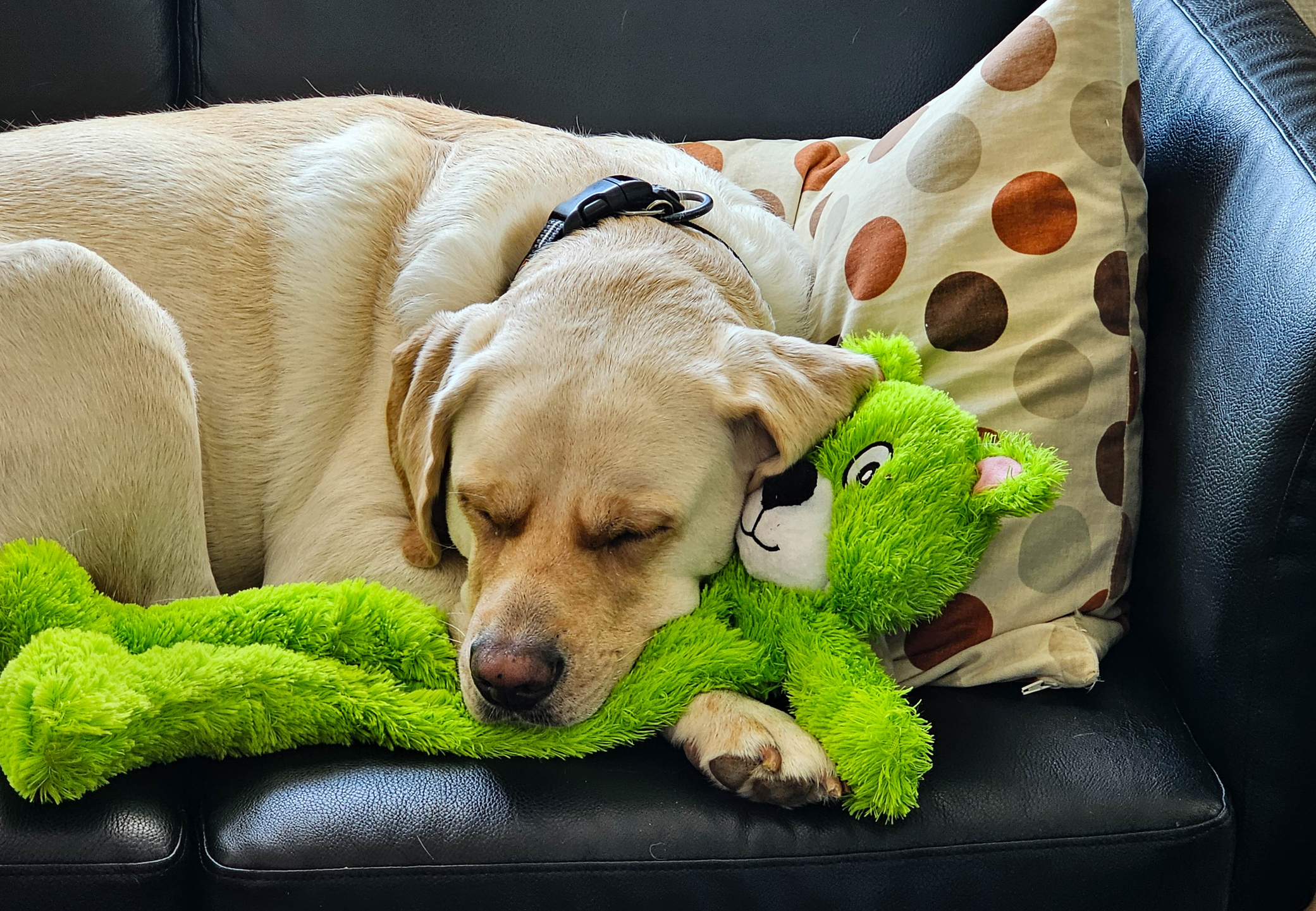 Chien d'assistance : découvrez Vadrouille, le nouveau compagnon ...